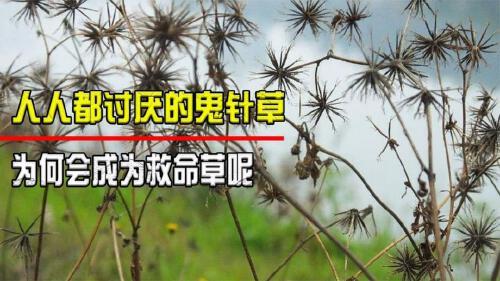令人厌烦的鬼针草竟然全身是宝?不仅能泡茶喝,还可以解蛇毒
