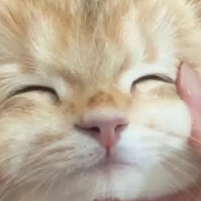 格裙猫猫 