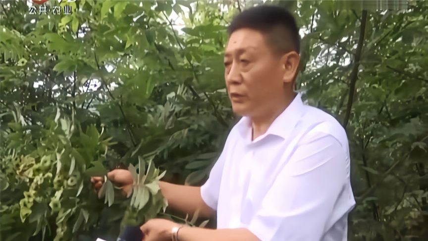 青钱柳是一种珍稀树种,用它的树叶做成茶制成食品,功效非常丰富