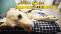 这四种东西不能让狗狗乱吃,导致“中毒”就晚了,铲屎官得知晓!