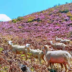 会东老兵彭小哥 