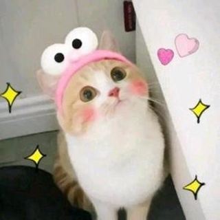 小喵玩游戏