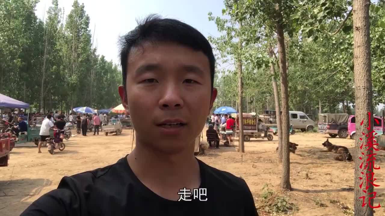 实拍狗市:美国斯塔福犬一身肌肉,咬住不撒嘴,为啥只能.