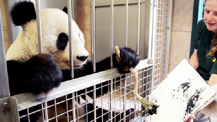 动物会武术,谁也挡不住!大熊猫挥笔画国画,每副竟卖4000元!