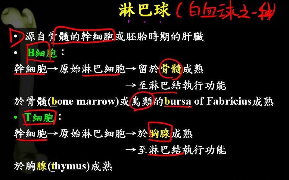 淋巴球 B细胞 T细胞