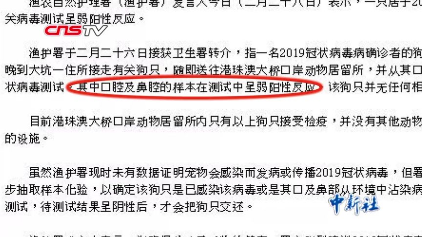 宠物会感染新冠病毒?专家:可能只是沾染,确诊需进行抗体检测