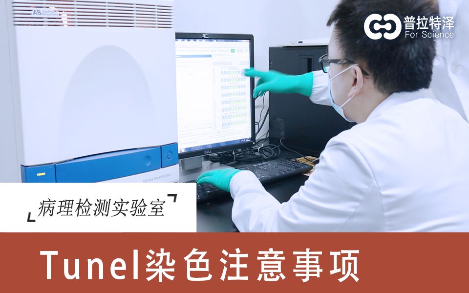 Tunel染色实操注意事项,学会不怕失败啦!