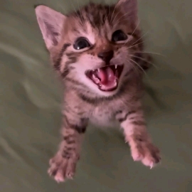kittybaby01 