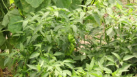 辣椒的种植技术要领,跟着视频来了解