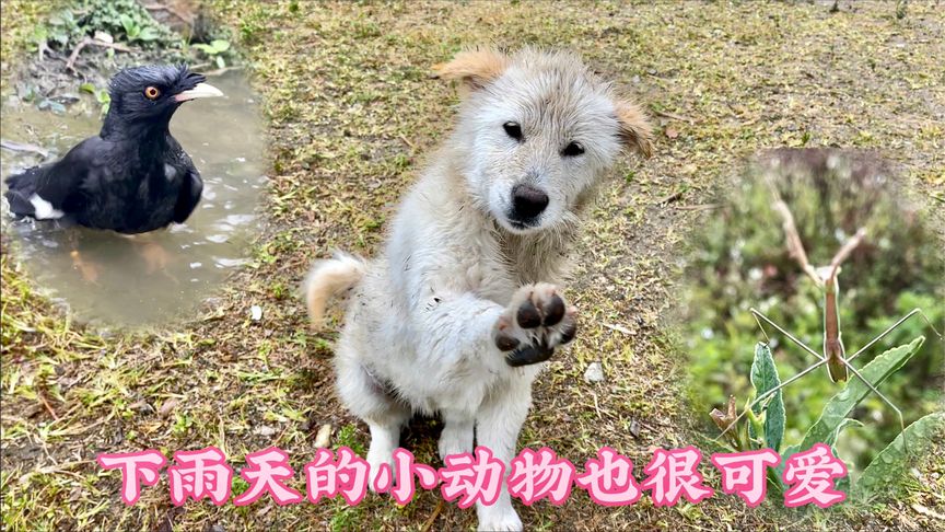 下雨天的小动物也很可爱