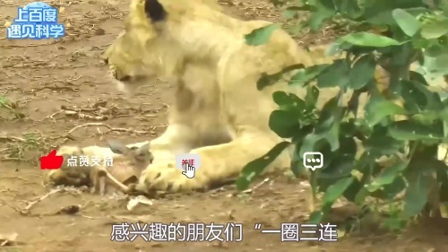 动物科学,母狮发现落单小羚羊,却没有选择将它吃掉