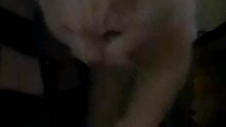 有没有大佬知道猫咪在大腿上踩奶是什么意思