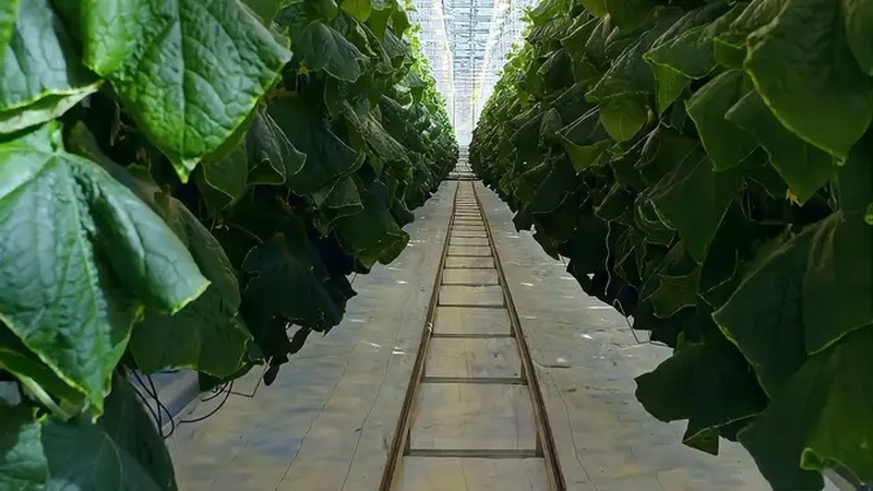 棚室蔬菜栽培技术详解及栽培前景分析