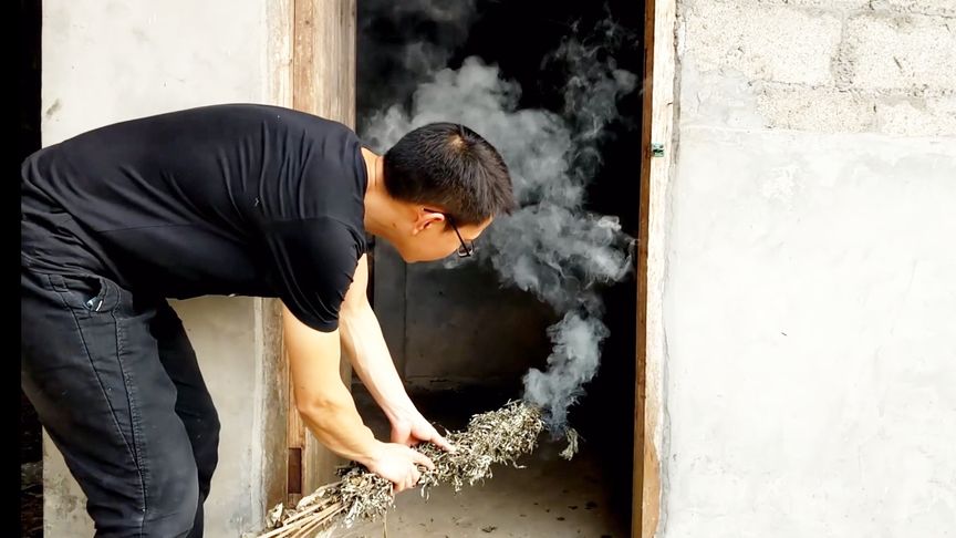 夏天蚊子特别多,端午节采的艾草起作用了,农村小伙把猪圈熏个遍
