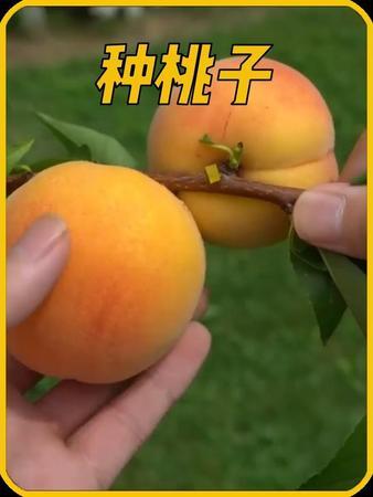 耗时4年超过1400天,见证桃子的生长全过程!
