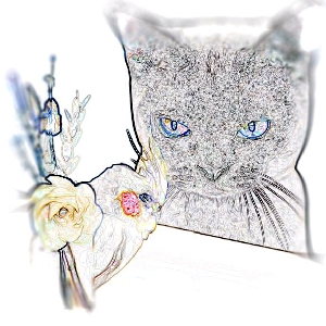 小小小呆猫 
