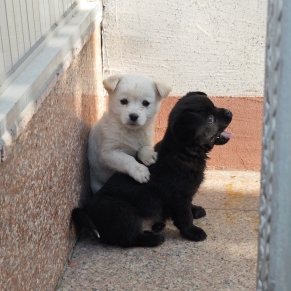 松哥从小就海好 