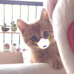 猫小罐园艺 