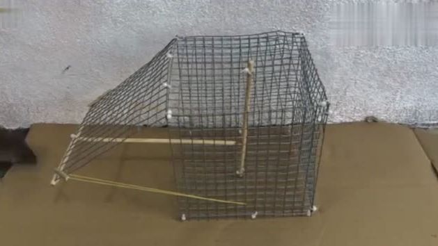 民间牛人发明的这捕鼠笼,恕我直言,老鼠还真是自投罗网!