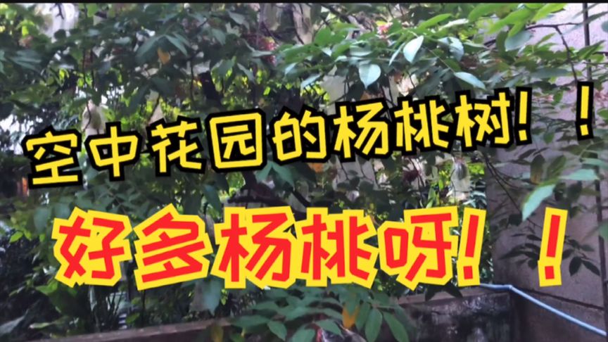空中花园的杨桃树,宝妈几天没有看到都长这么大啦!啥时能吃?