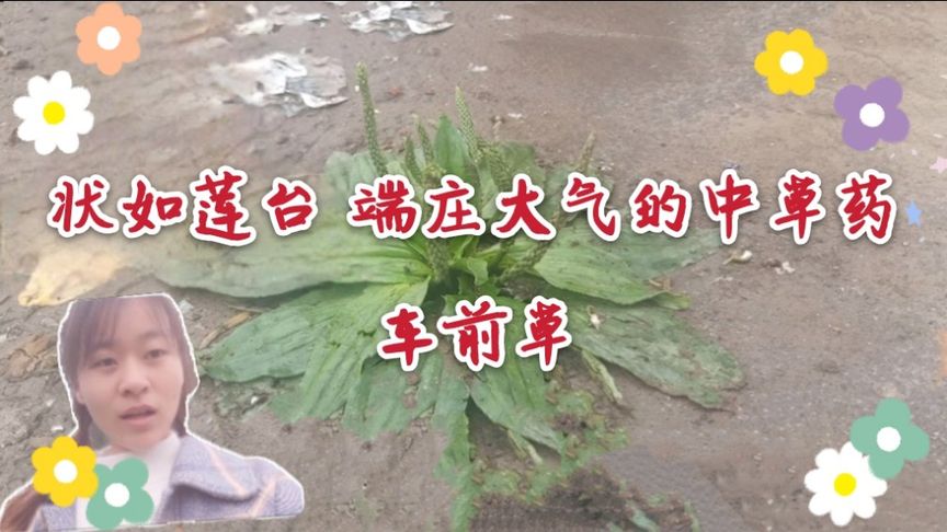 【路遇车前草】一棵路边的野草,没想到竟是一味功效良多的中药材