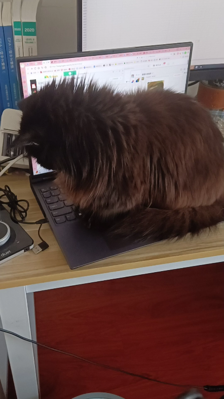 今天本来正在做后期,小魔爪过来一顿踩键盘给我踩闪屏了,赶紧把它抱...