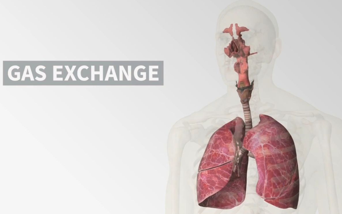 【3D演示】呼吸系统(原版+字幕版)