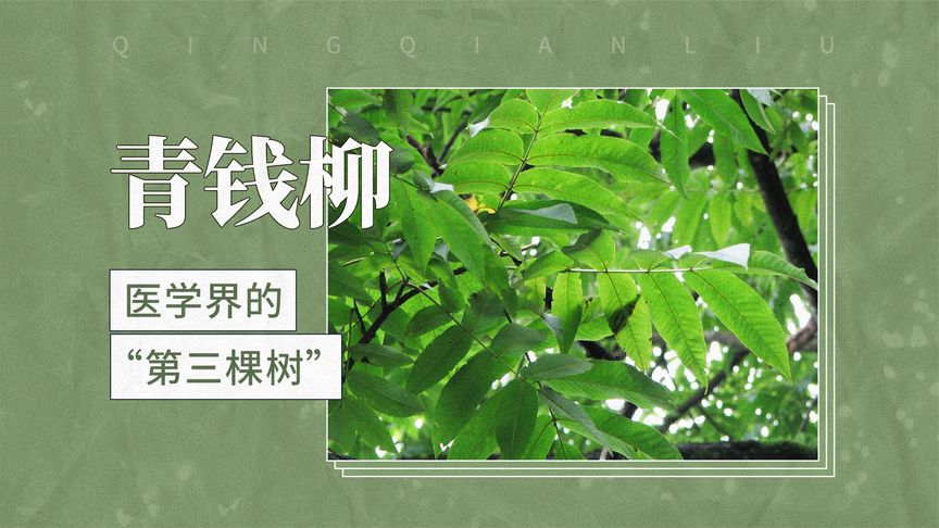 “医学界的第三棵树”——青钱柳