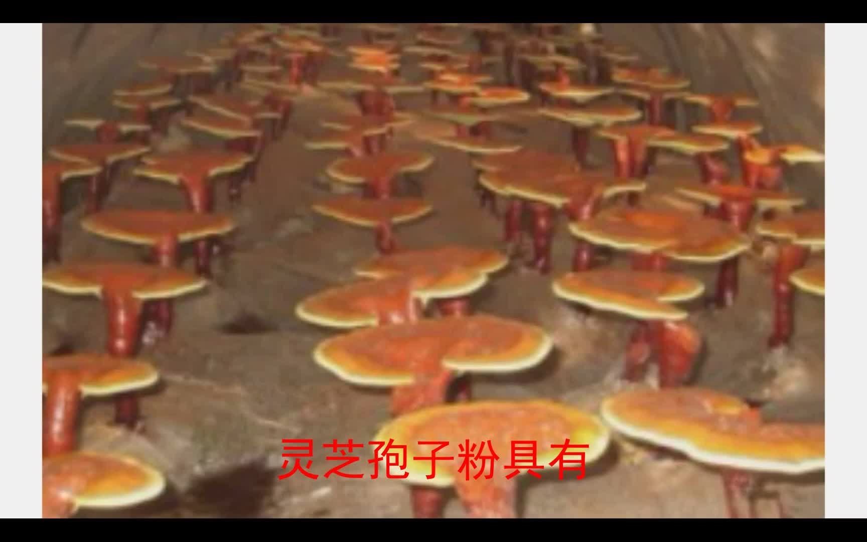 灵芝孢子粉的功效与作用, 灵芝孢子粉的副作用 , 灵芝孢子粉的正确...