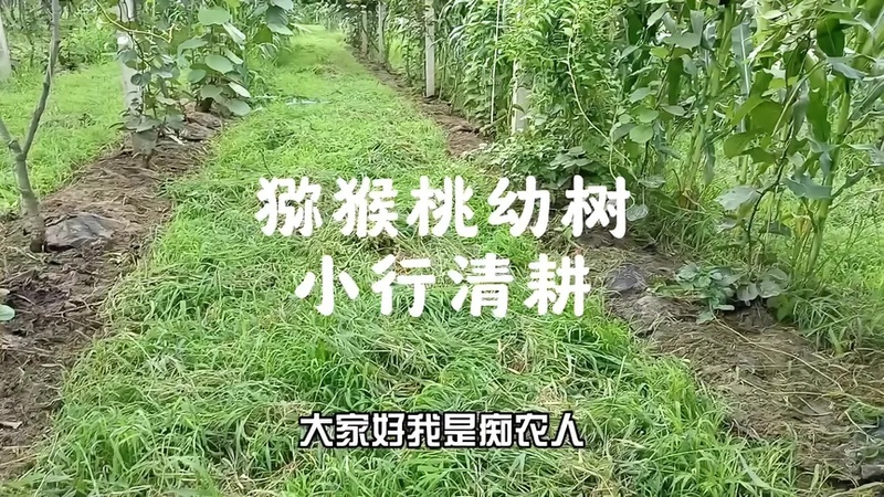 猕猴桃幼园一定要及时除草,否则草高过幼树会影响生长甚至会噶的