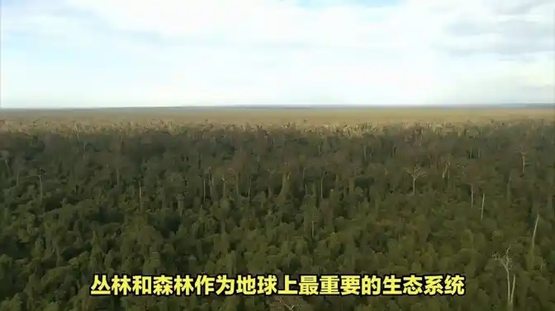 丛林和森林作为地球上最重要的生态系统,区别你真的知道吗?