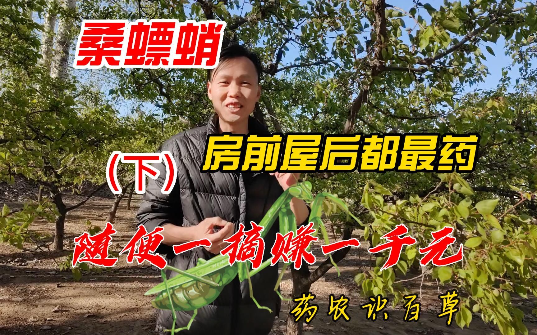 房前屋后上千元的药材-野生桑螵蛸,随便一摘1千元到手(下)