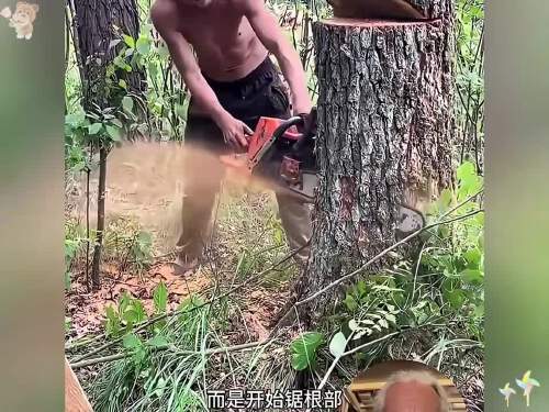 国外砍树大揭秘:看完颠覆你的认知!