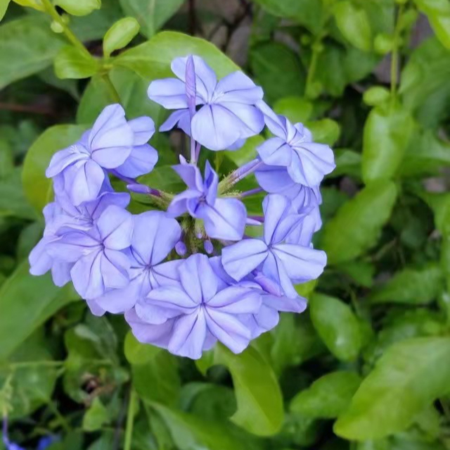 海龙明 