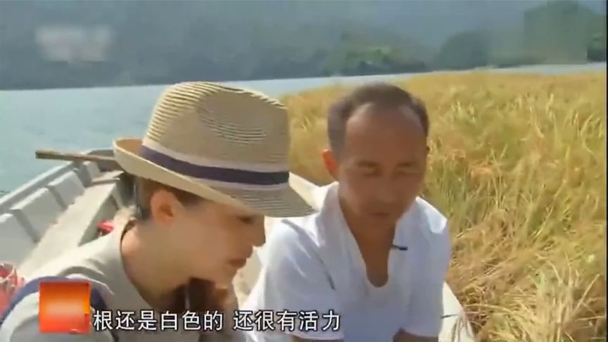 科技苑:中国人发明水上种植水稻技术,不打农药大米更好吃!