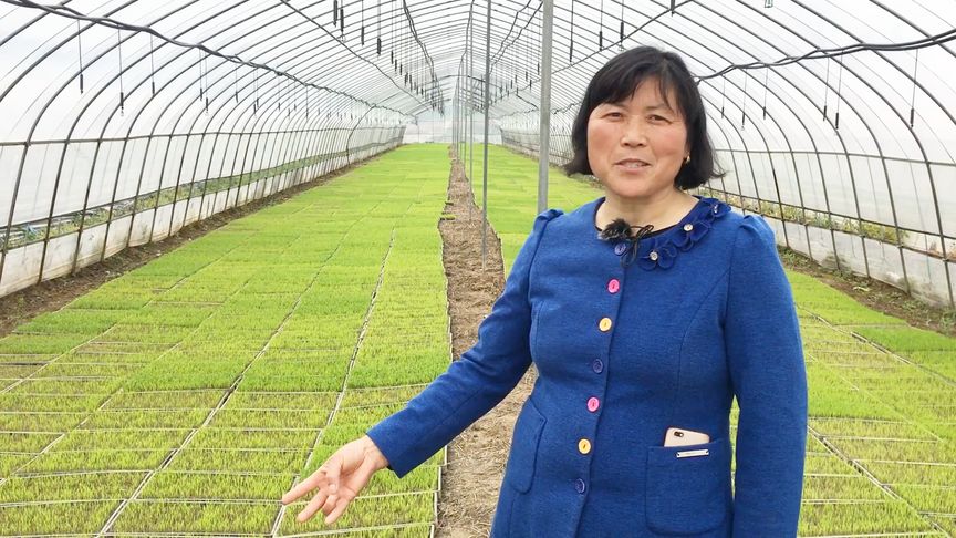 大棚育秧全过程,看看平时吃的米是怎么来的,机械化方便多了