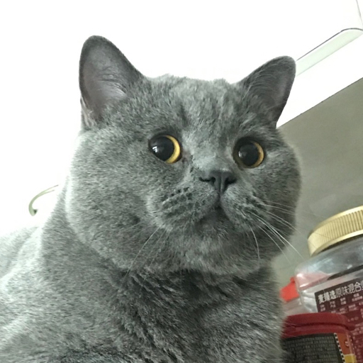 阿胐是只猫 