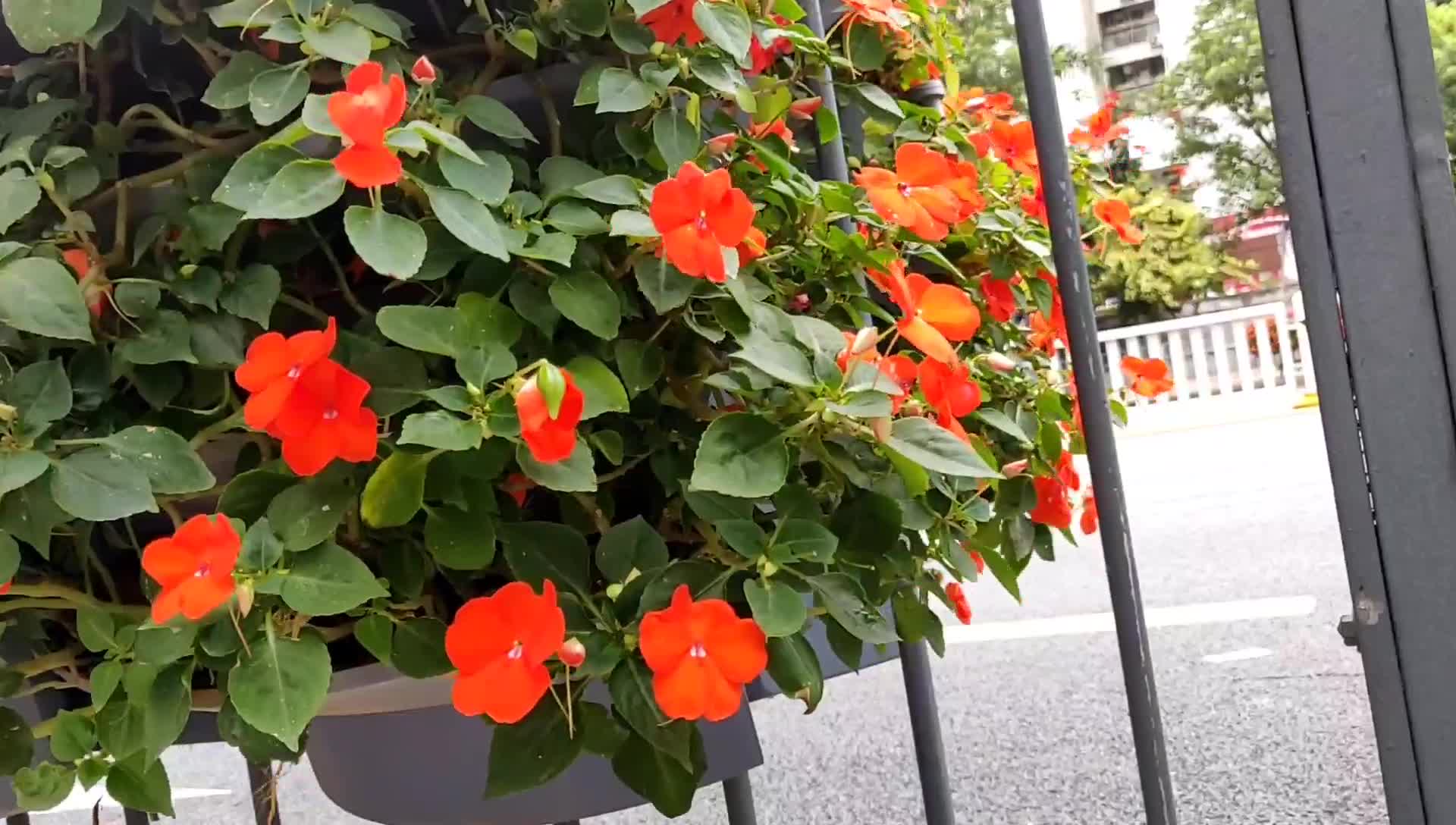 凤仙花,它不仅特别好养活它还有个神奇的功效,能染指甲哦ߘ�#花卉#