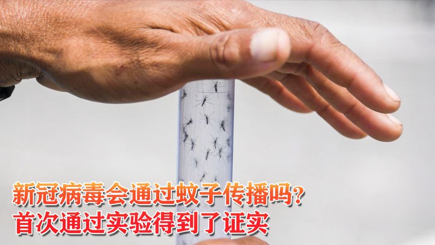 新冠病毒会通过蚊子传播吗?首次通过实验得到了证实