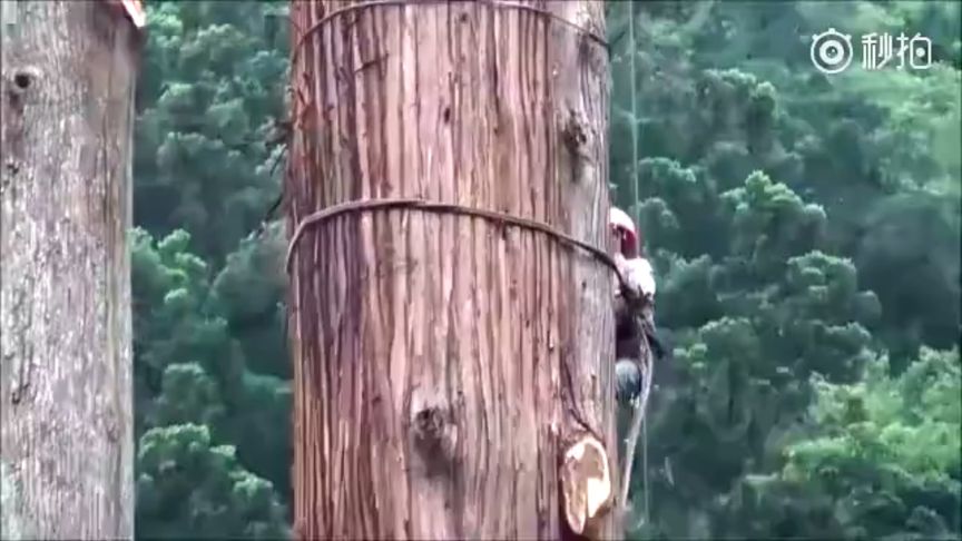 砍树在农村天天见,却从未见这样砍的!