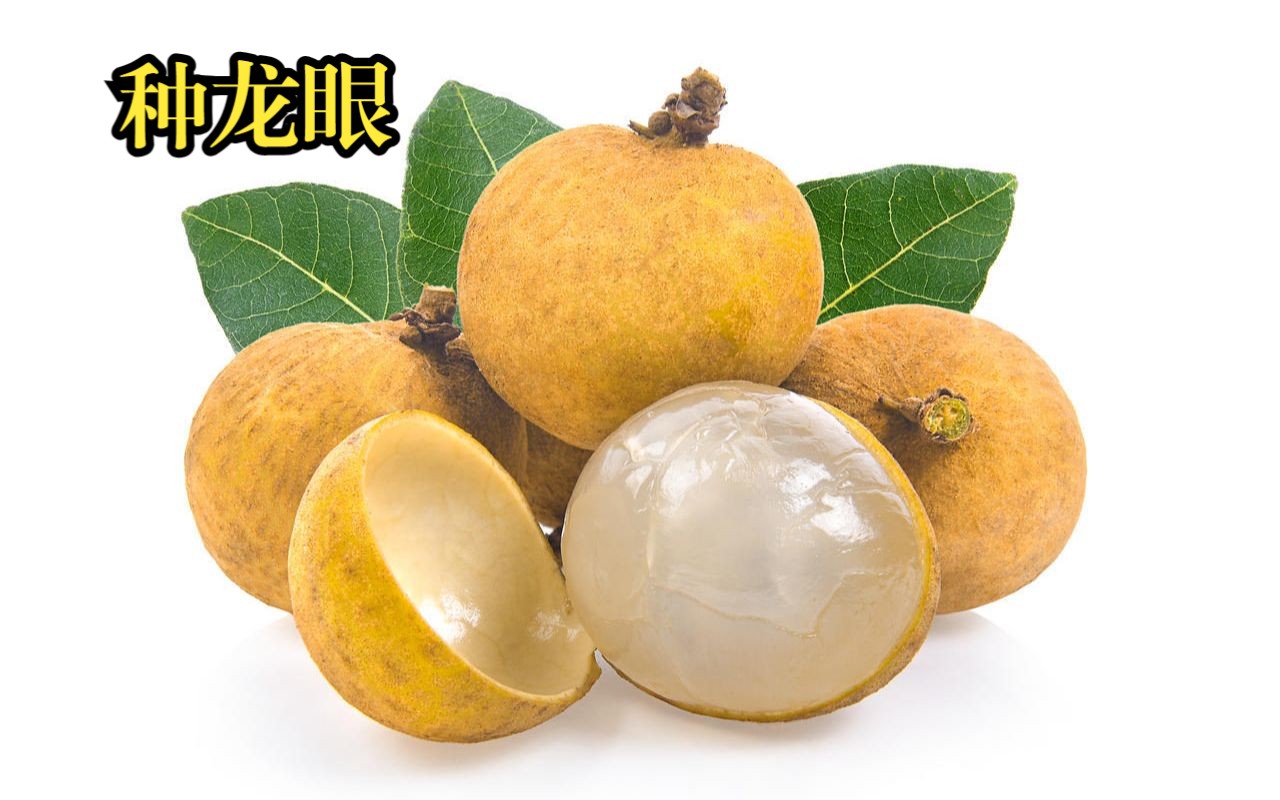 用龙眼里面的种子,能种出龙眼吗?