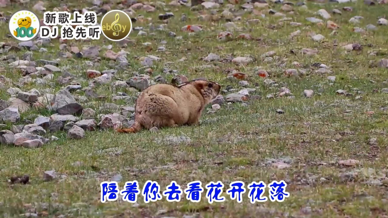 2024年7月23日王馨新歌《你是我生命的一首歌(DJ版)》