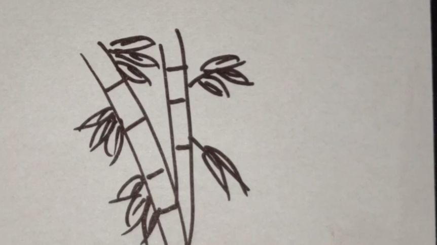 简笔画:好看的小竹子～