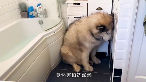 自家的狗子讨厌洗澡,这可愁坏了主人,好话说尽了狗狗才勉强同意