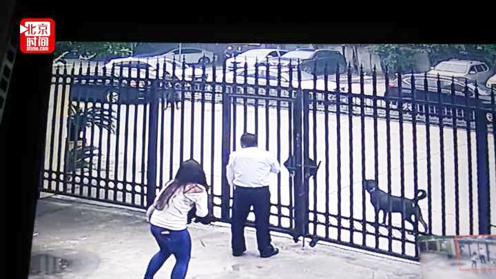 广州夫妻遛狗突遭禁养犬攻击 无人牵引的罗威纳先咬伤人后咬死狗