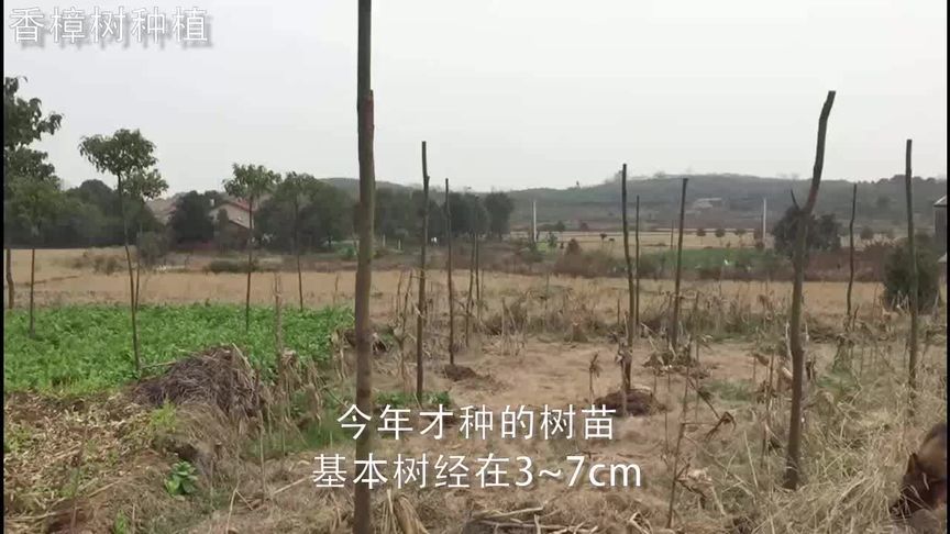 香樟树种植的不同年份生长不同的大小