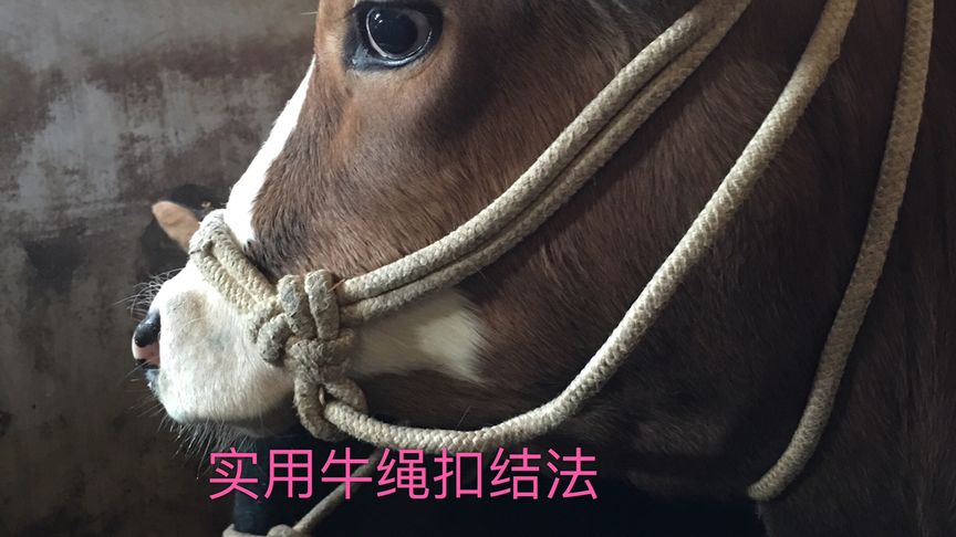 一生受用的养牛专用的牛绳扣绳结打法,方法简单实用,值得借鉴