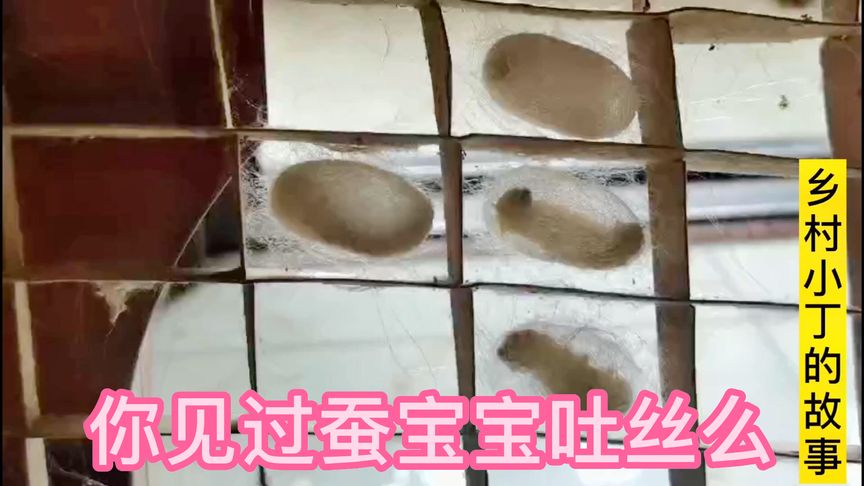 丝绸在中国有几千年的传承,蚕宝宝是怎么吐丝的,快来看看吧