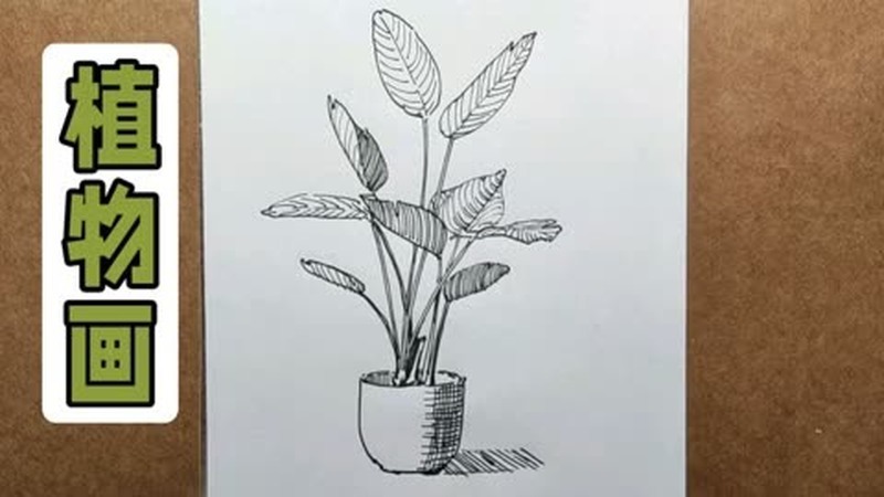画一幅线描植物画,简单漂亮,线条也流畅