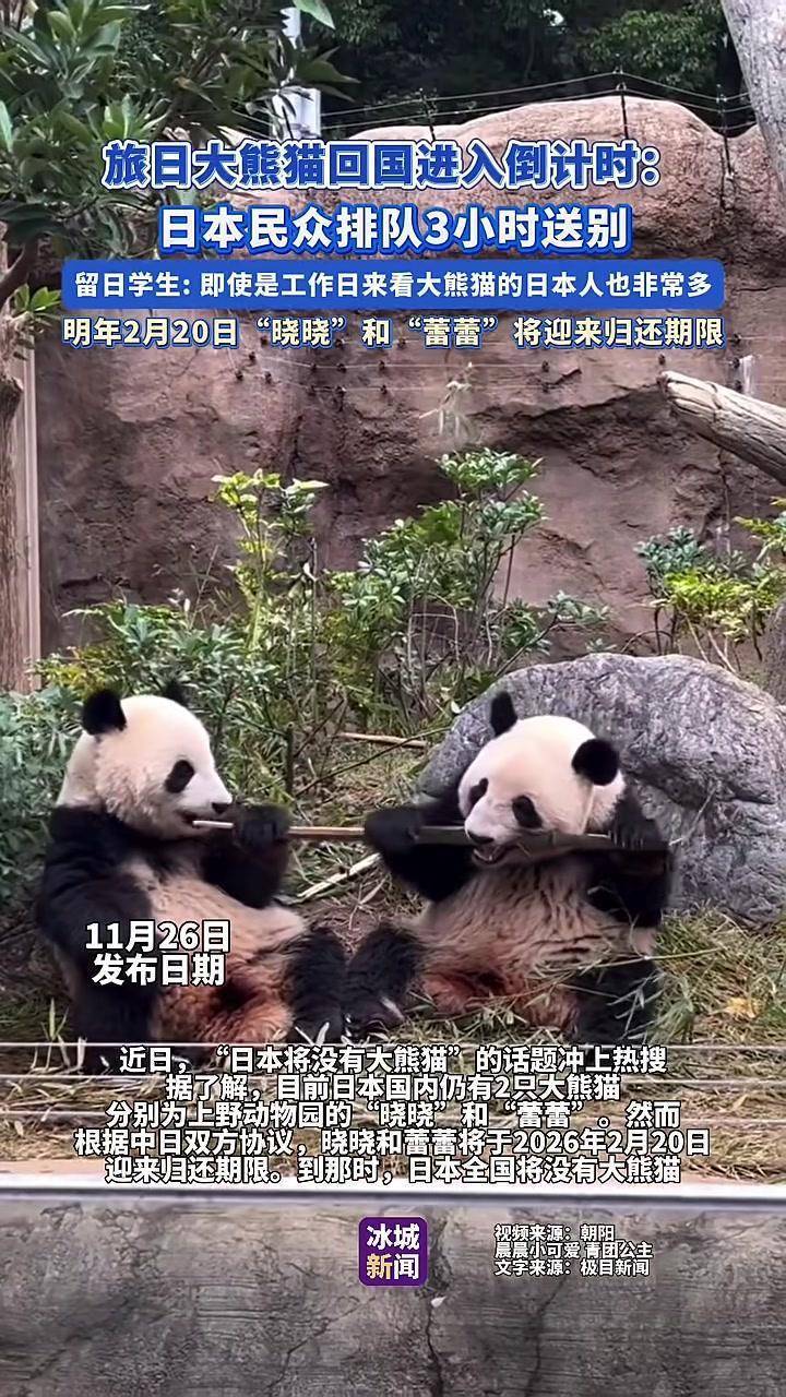 旅日大熊猫回国进入倒计时:日本民众排队3小时送别,留日学生:即使是...